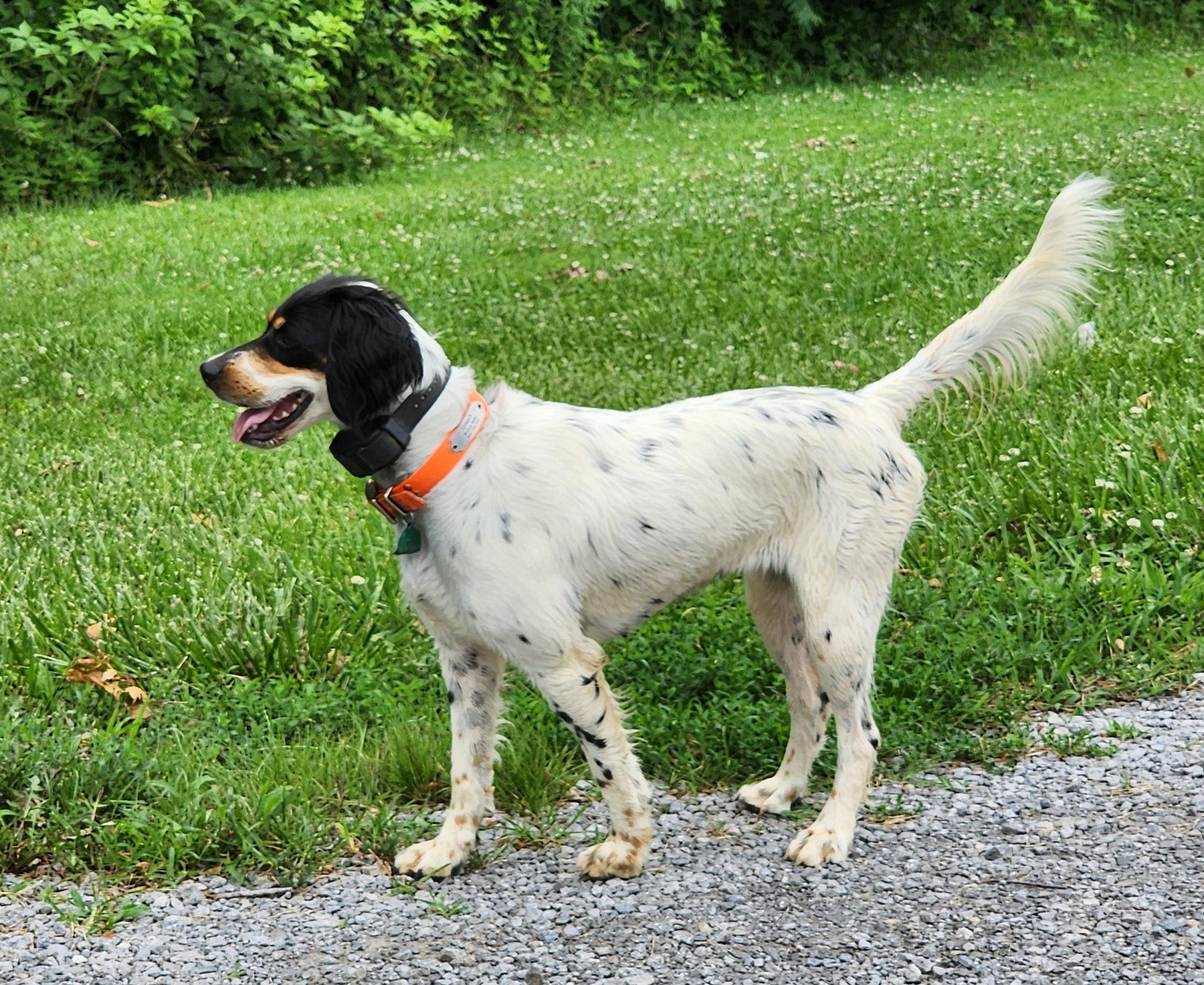 Bob's Straight Creek Llewellins – Bob's Straight Creek Llewellins